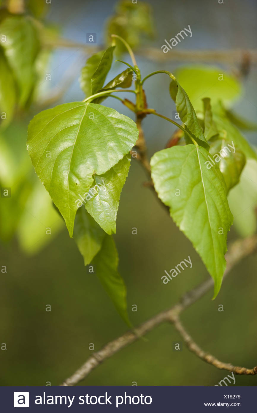 Black Poplar Stock Photos & Black Poplar Stock Images - Alamy