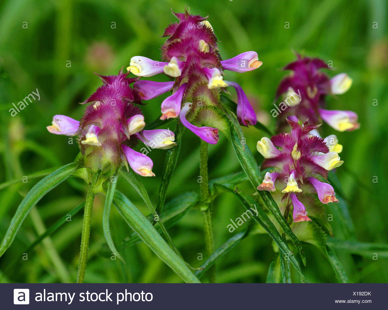 Crested Cow Wheat Melampyrum Cristatum High Resolution Stock ...