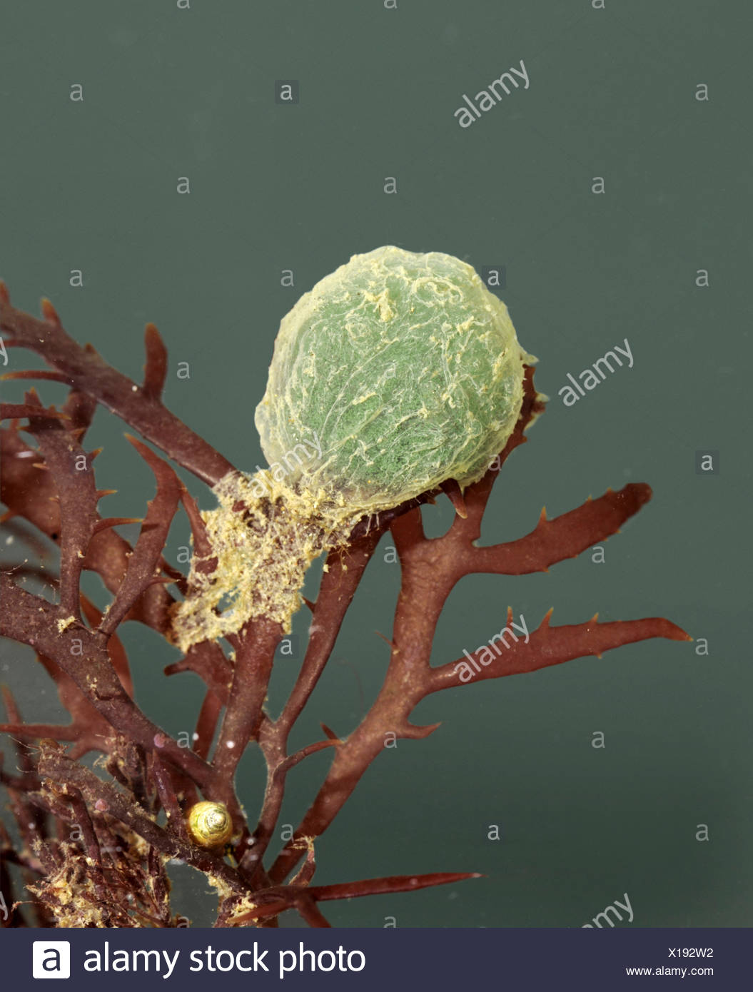 Worm Eggs Stock Photos & Worm Eggs Stock Images - Alamy
