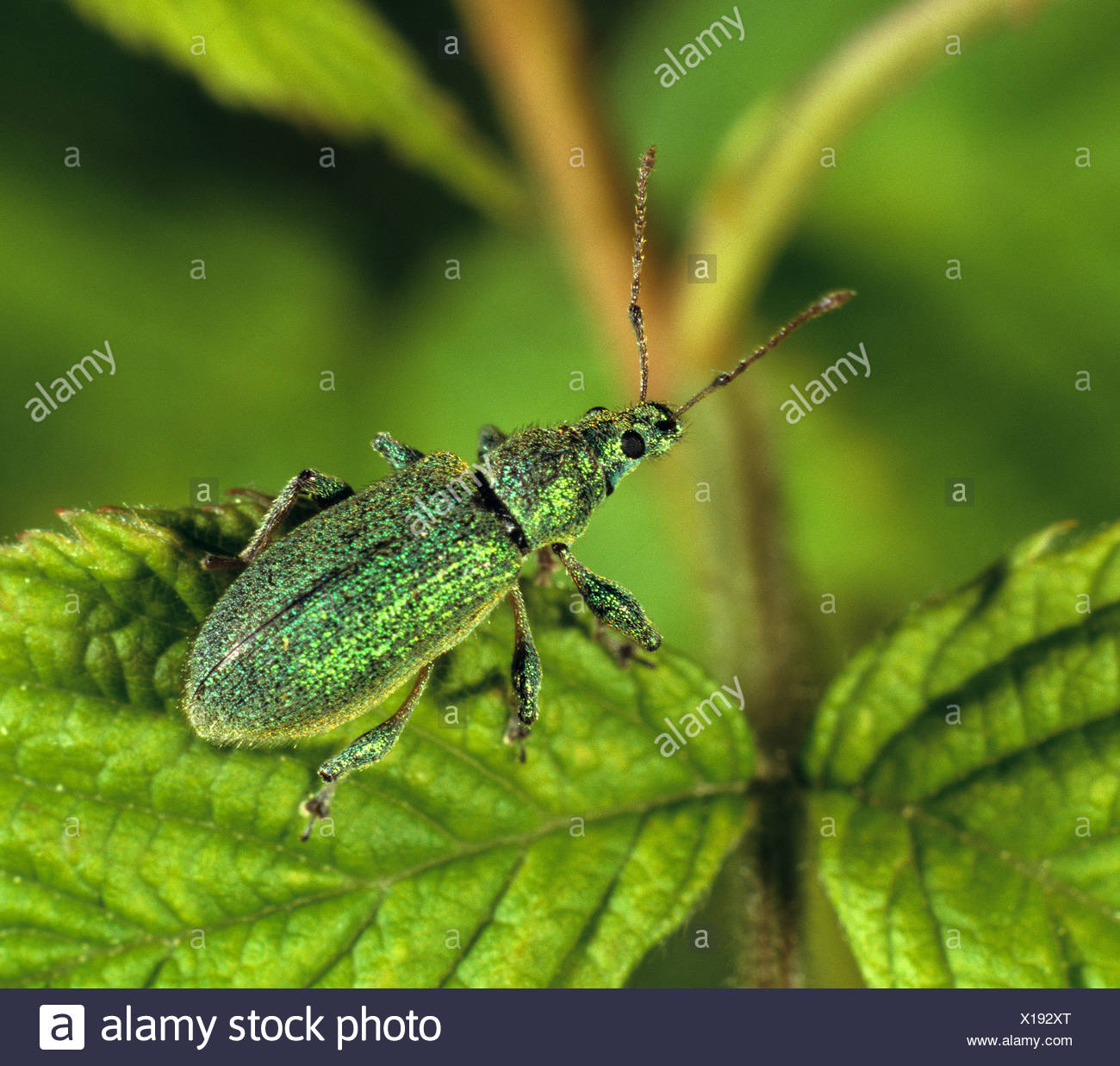 Raspberry Beetle High Resolution Stock Photography and Images - Alamy