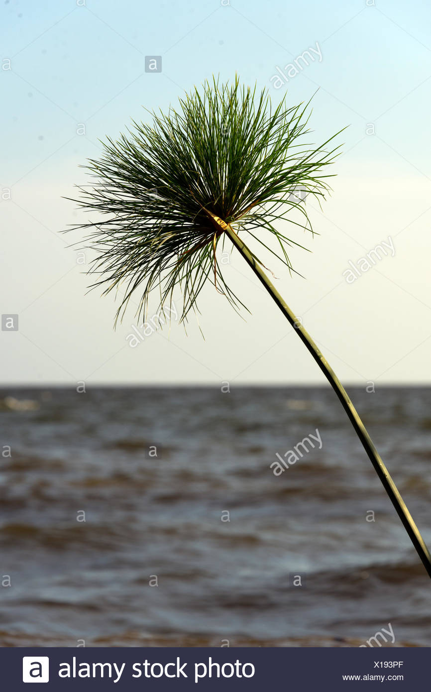 Cyperus Papyrus Wetland High Resolution Stock Photography and Images ...