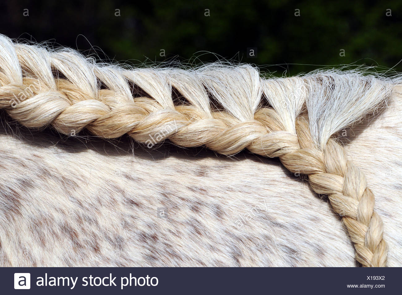 Horse Mane Plait High Resolution Stock Photography and Images - Alamy