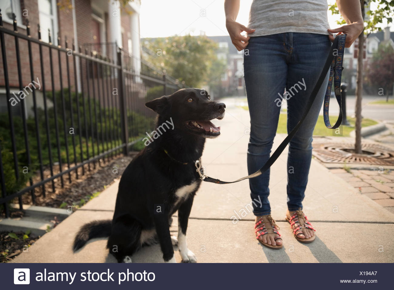 Pet Leash Stock Photos & Pet Leash Stock Images - Alamy
