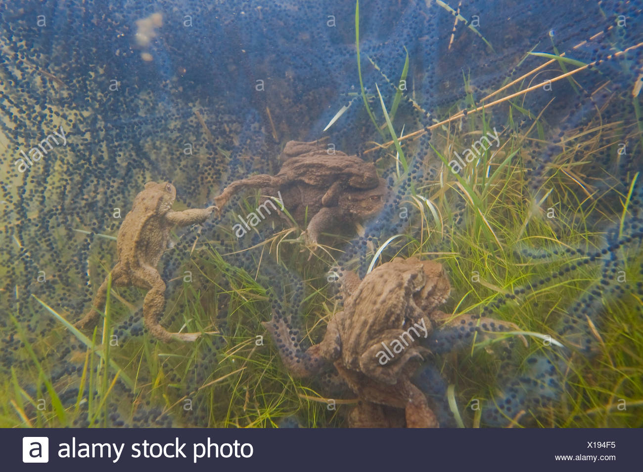 Voortplanting Stock Photos & Voortplanting Stock Images - Alamy