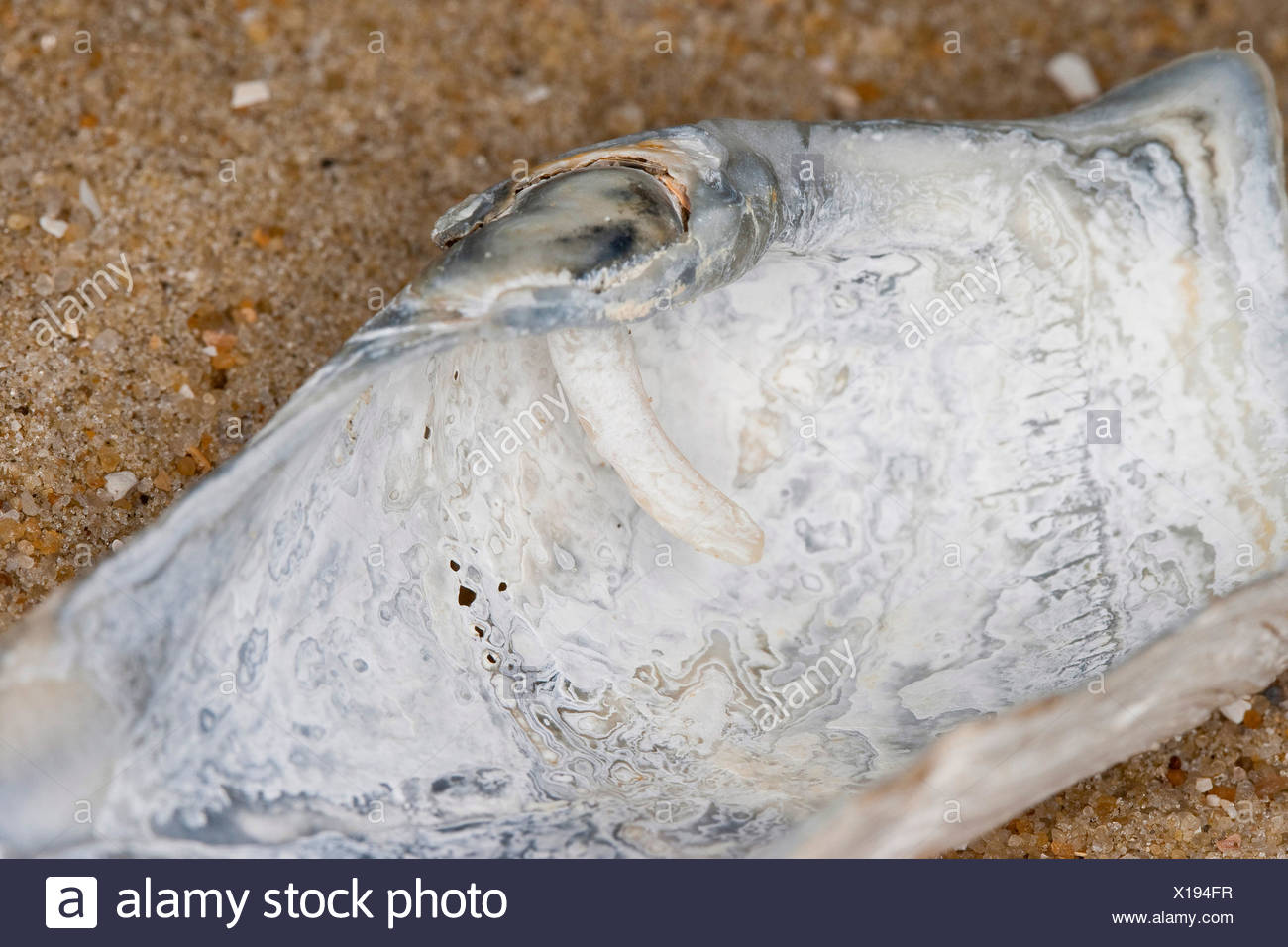 Oval Piddock High Resolution Stock Photography and Images - Alamy