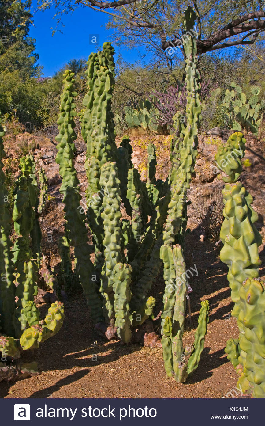 Totem Pole Cactus High Resolution Stock Photography and Images - Alamy