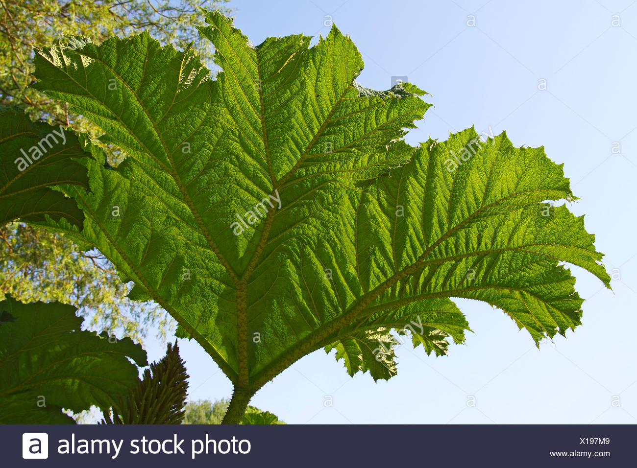 Nalca High Resolution Stock Photography and Images - Alamy