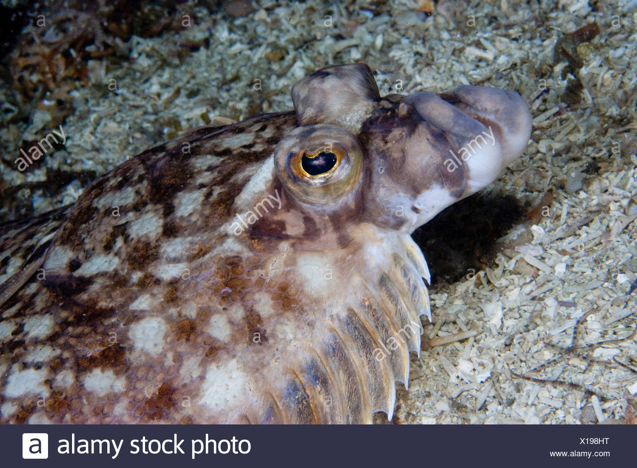 Pleuronectidae High Resolution Stock Photography and Images - Alamy