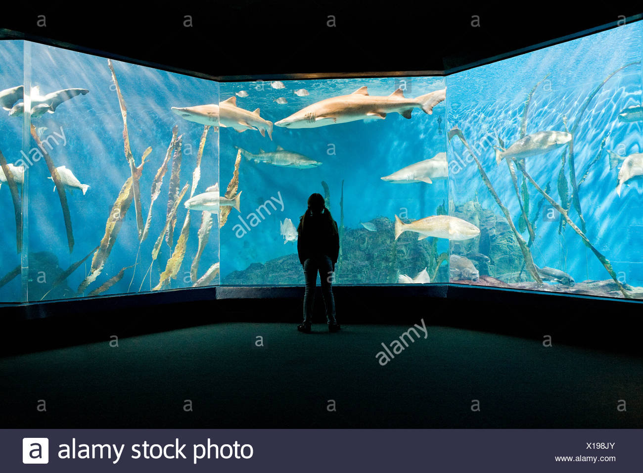 Watch Fish Person High Resolution Stock Photography and Images - Alamy
