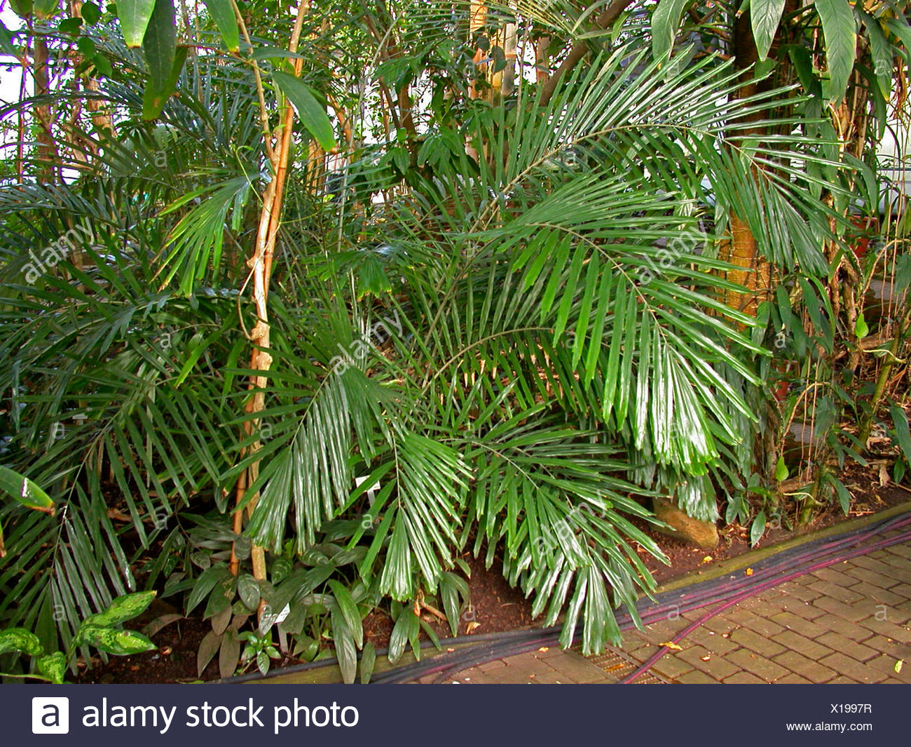 Dwarf Palm Trees High Resolution Stock Photography and Images - Alamy