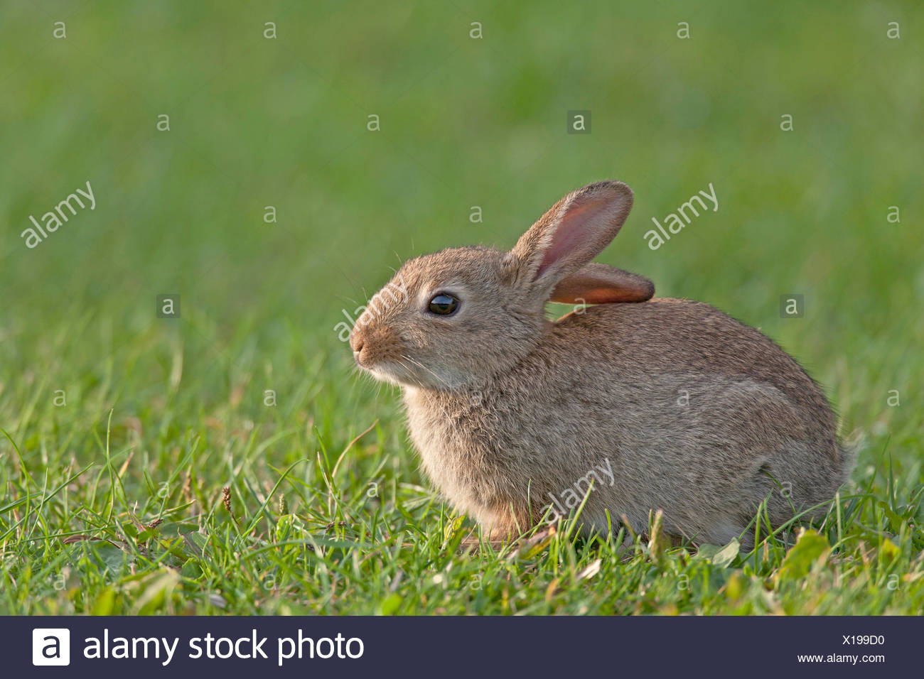 European Rabbit Baby Stock Photos & European Rabbit Baby Stock Images ...