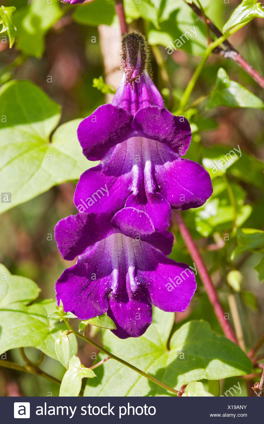 Plantfiles Pictures Asarina 39victoria Falls39 Asarina