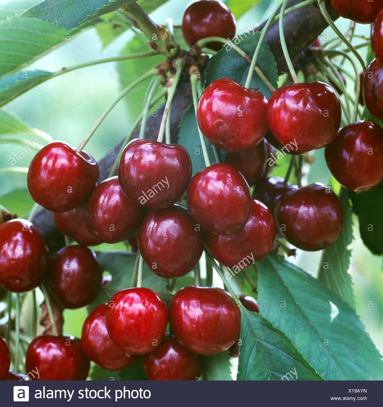 Lapins Cherry Stock Photos & Lapins Cherry Stock Images - Alamy