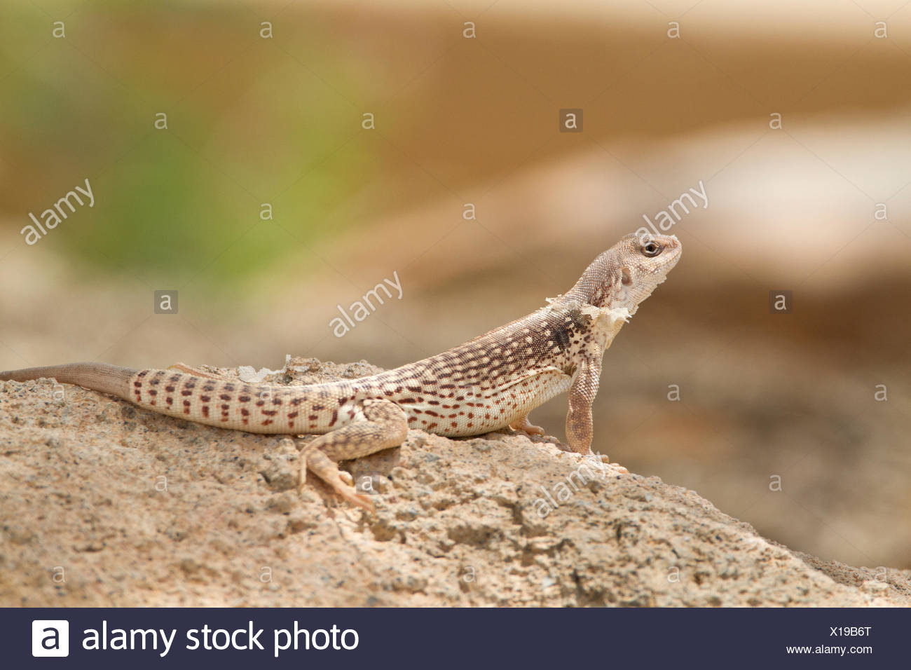 Dipsosaurus Dorsalis Dorsalis High Resolution Stock Photography and ...