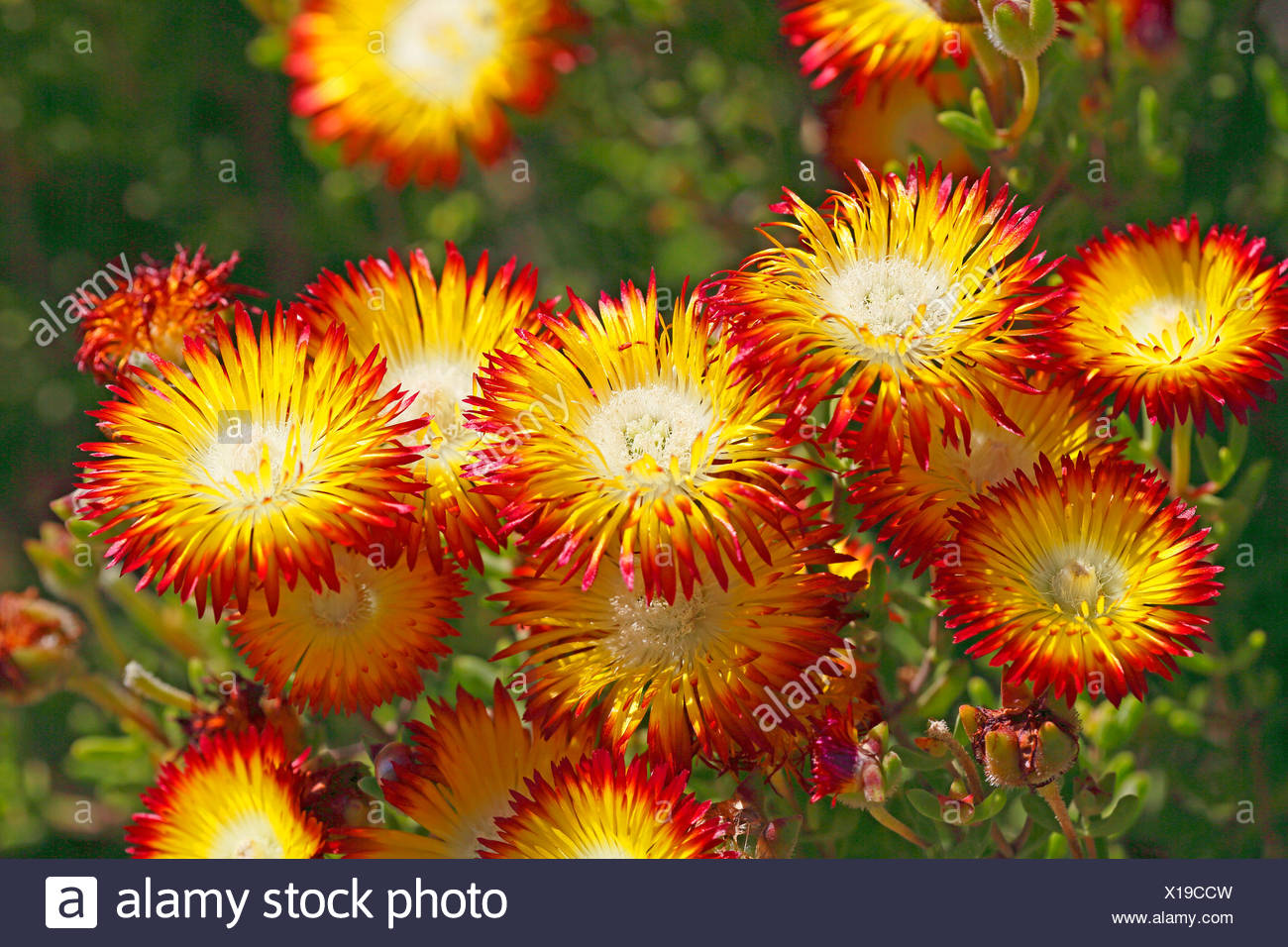 Vygie Flower High Resolution Stock Photography and Images - Alamy
