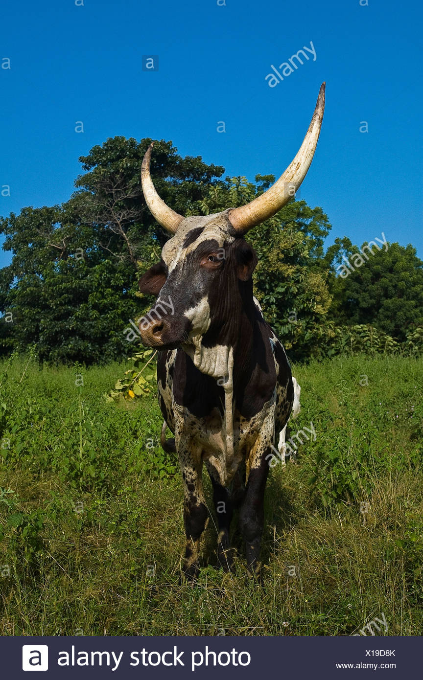 Alibori Stock Photos & Alibori Stock Images - Alamy