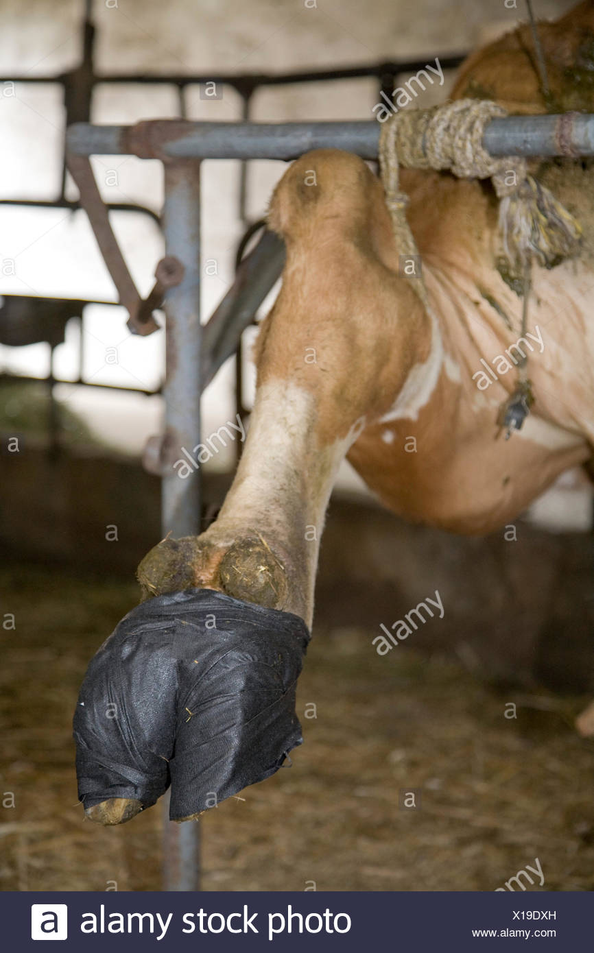 Cattle Injured High Resolution Stock Photography and Images - Alamy