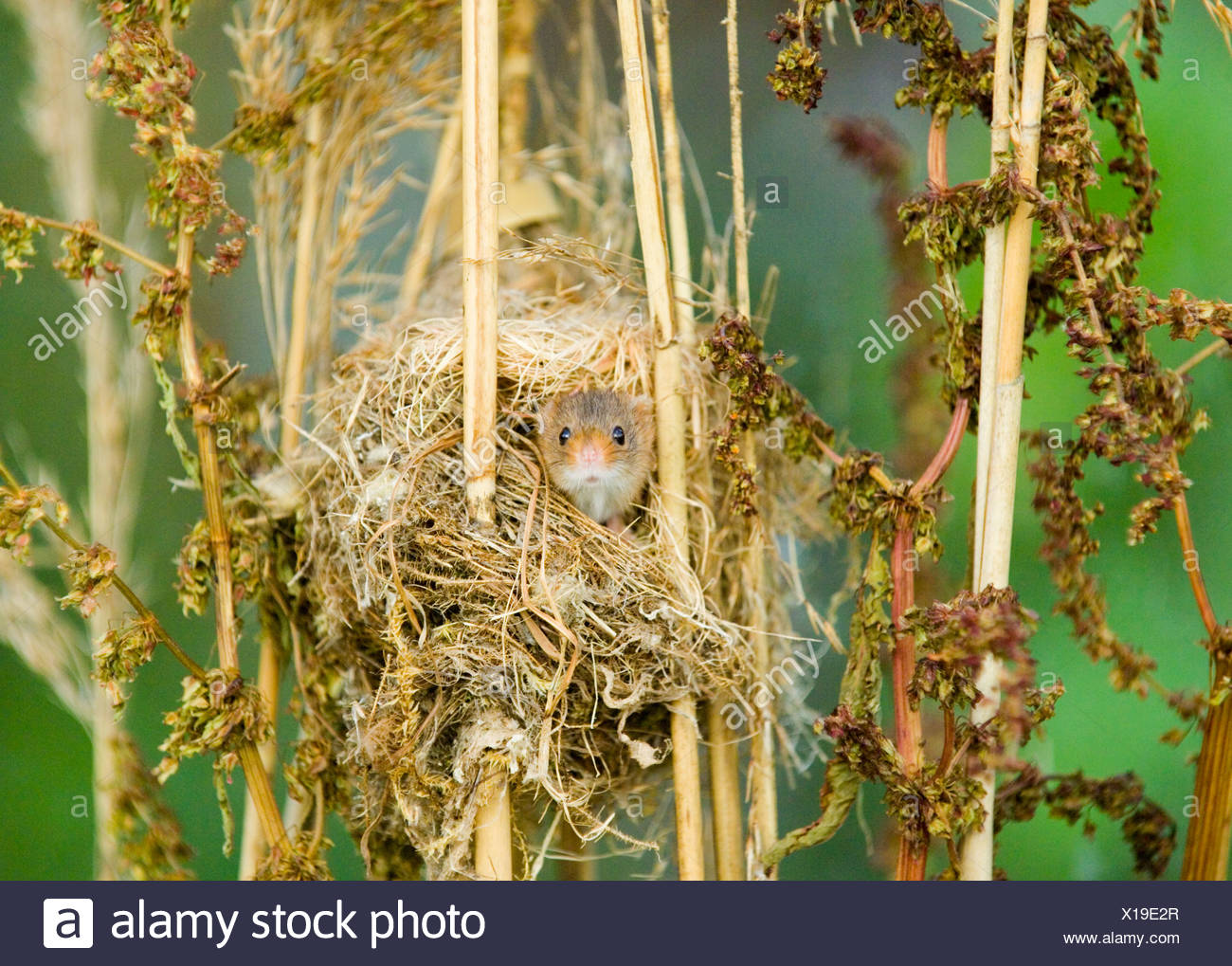 Harvest Mouse Nest High Resolution Stock Photography and Images - Alamy