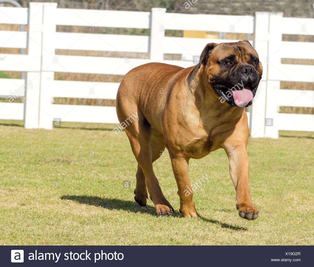 Bullmastiff Running High Resolution Stock Photography and Images - Alamy