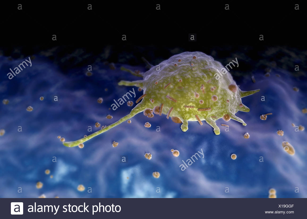 Phagocytes High Resolution Stock Photography and Images - Alamy