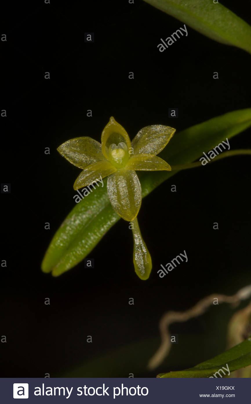 Madagascar Orchid Stock Photos & Madagascar Orchid Stock Images - Alamy