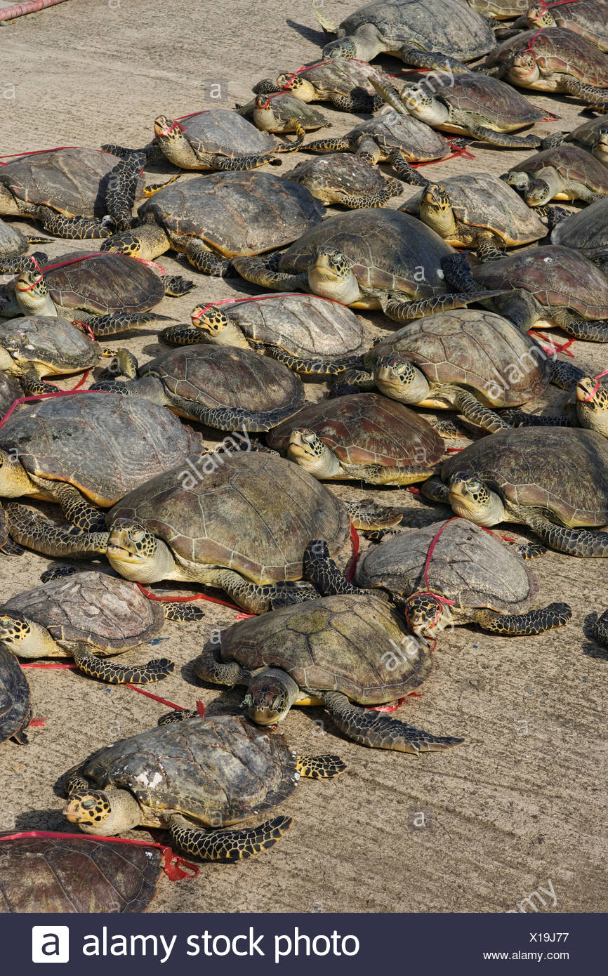 Sea Turtle Poaching High Resolution Stock Photography and Images - Alamy