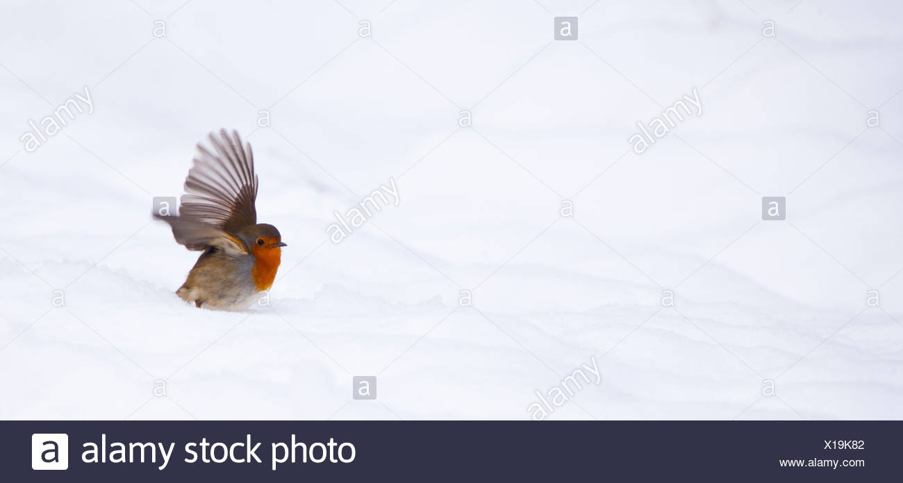 Robin Flying Stock Photos & Robin Flying Stock Images - Alamy
