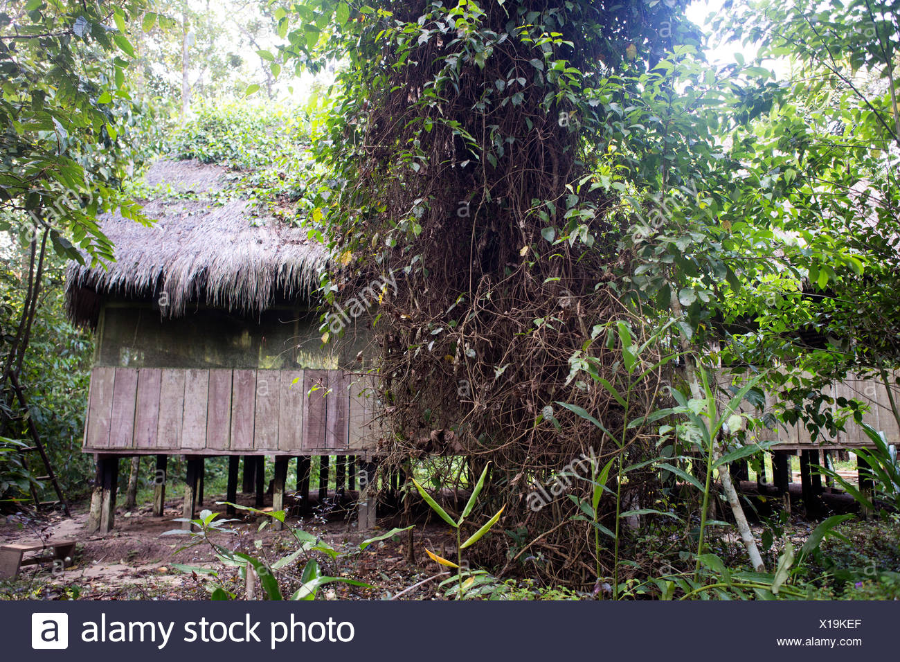 Ayahuasca Stock Photos & Ayahuasca Stock Images - Alamy