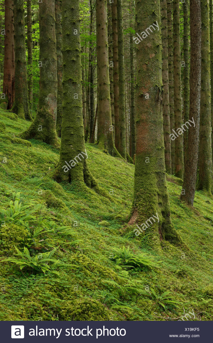 Scotland Spruce Forest High Resolution Stock Photography and Images - Alamy