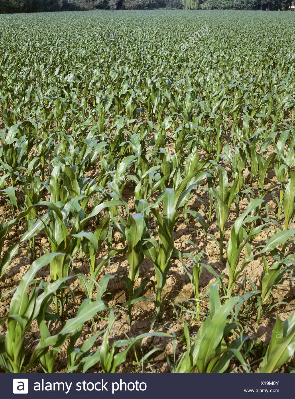 Maize Seedlings High Resolution Stock Photography and Images - Alamy