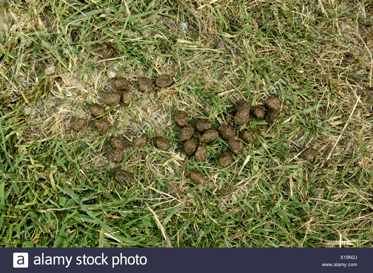 Rabbit Droppings High Resolution Stock Photography and Images - Alamy