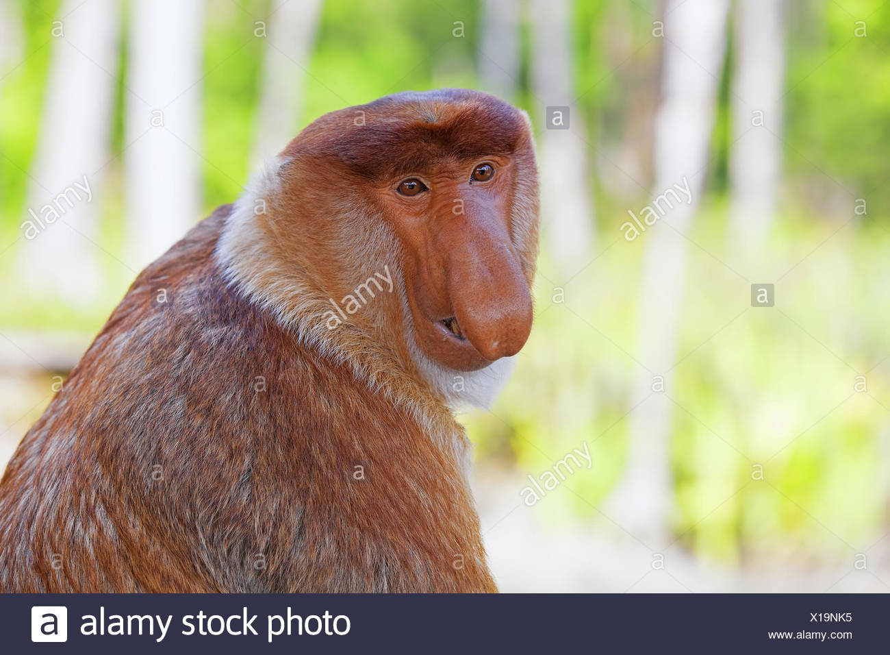 Proboscis Monkey Stock Photos & Proboscis Monkey Stock Images - Alamy