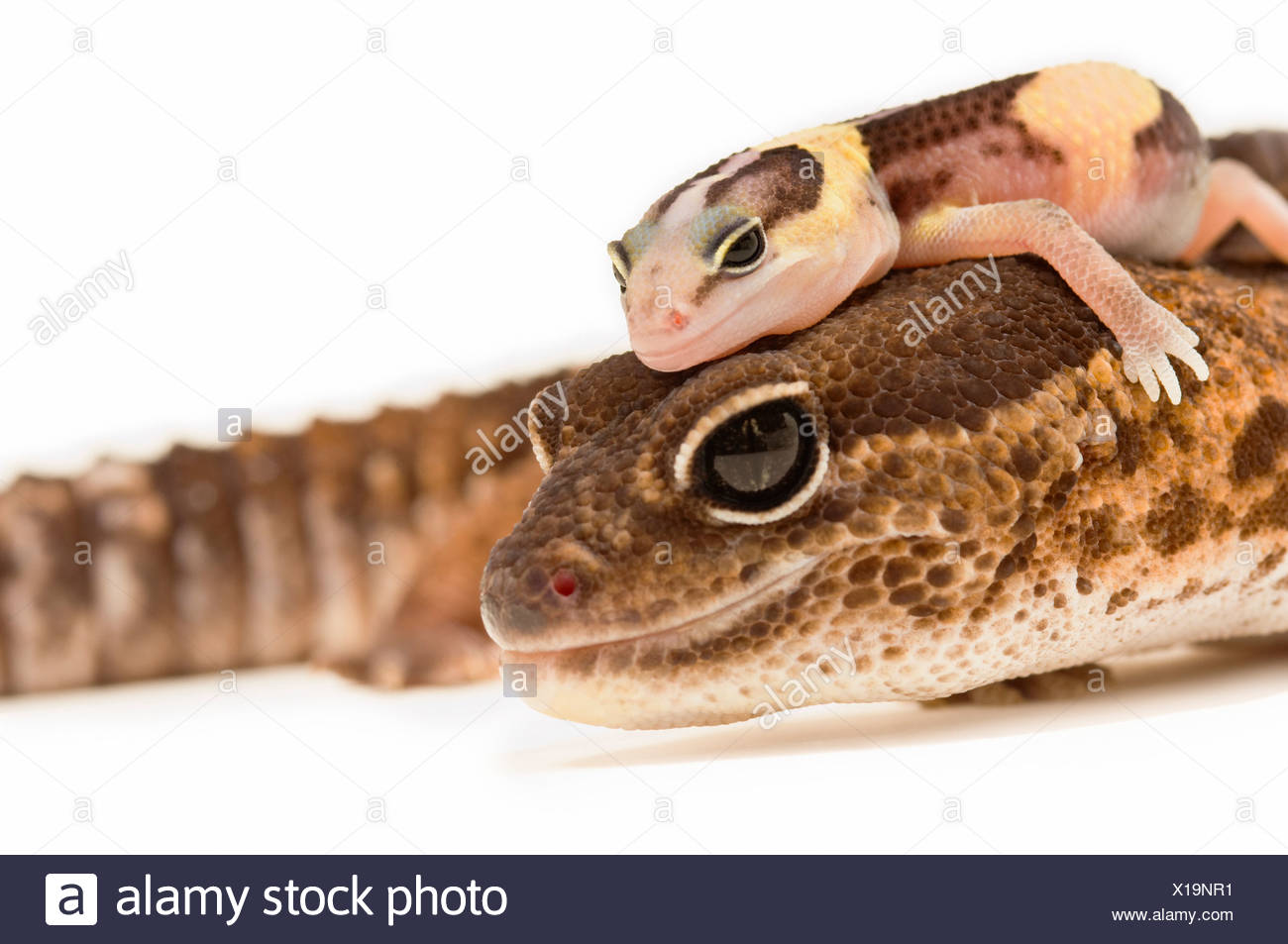 African Fat Tailed Geckos High Resolution Stock Photography and Images ...