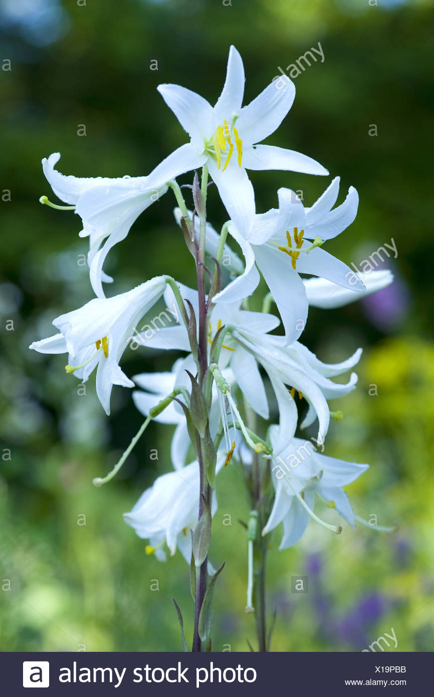 Madonna Lilies High Resolution Stock Photography and Images - Alamy