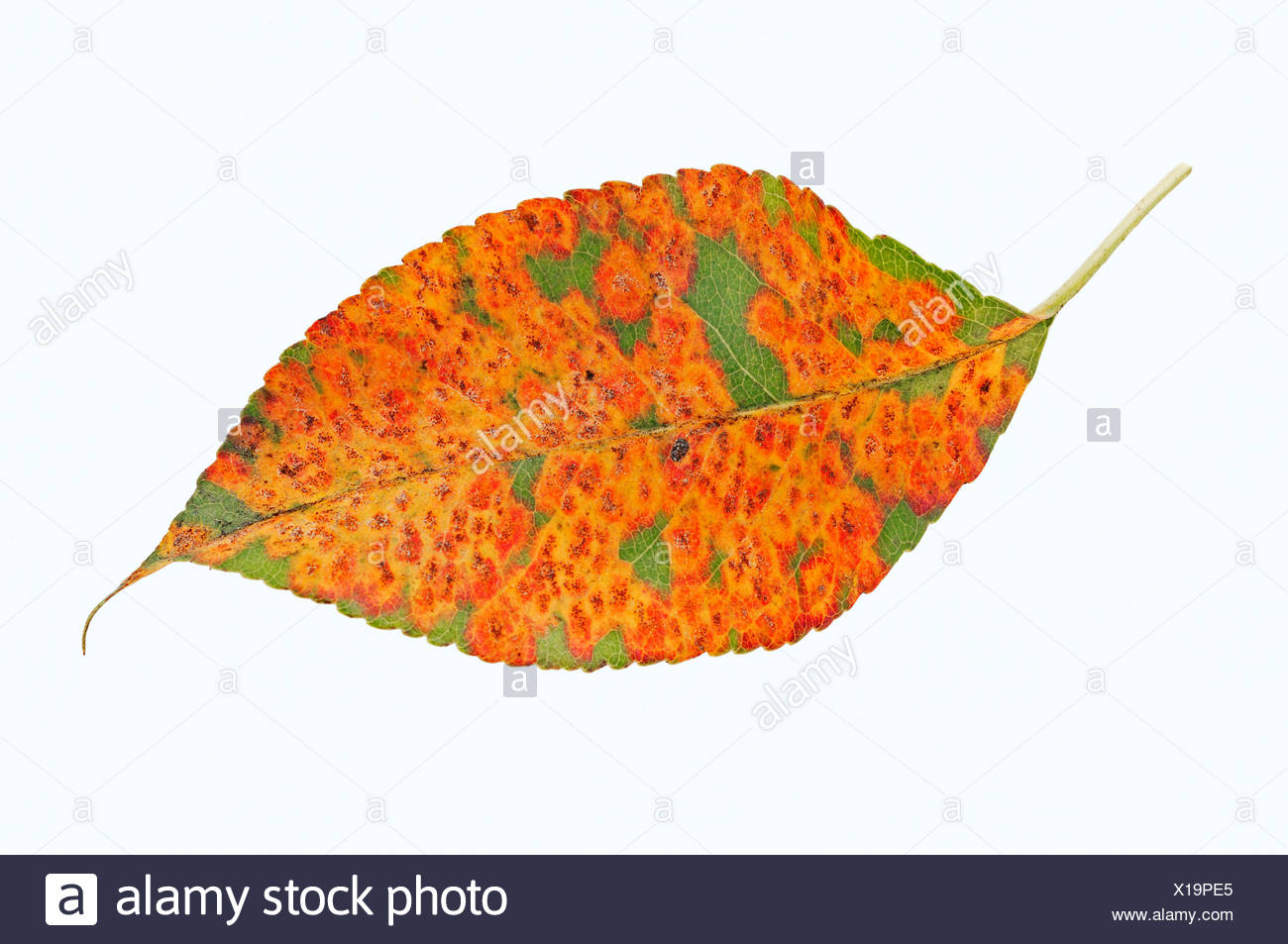 Rust Disease High Resolution Stock Photography and Images - Alamy