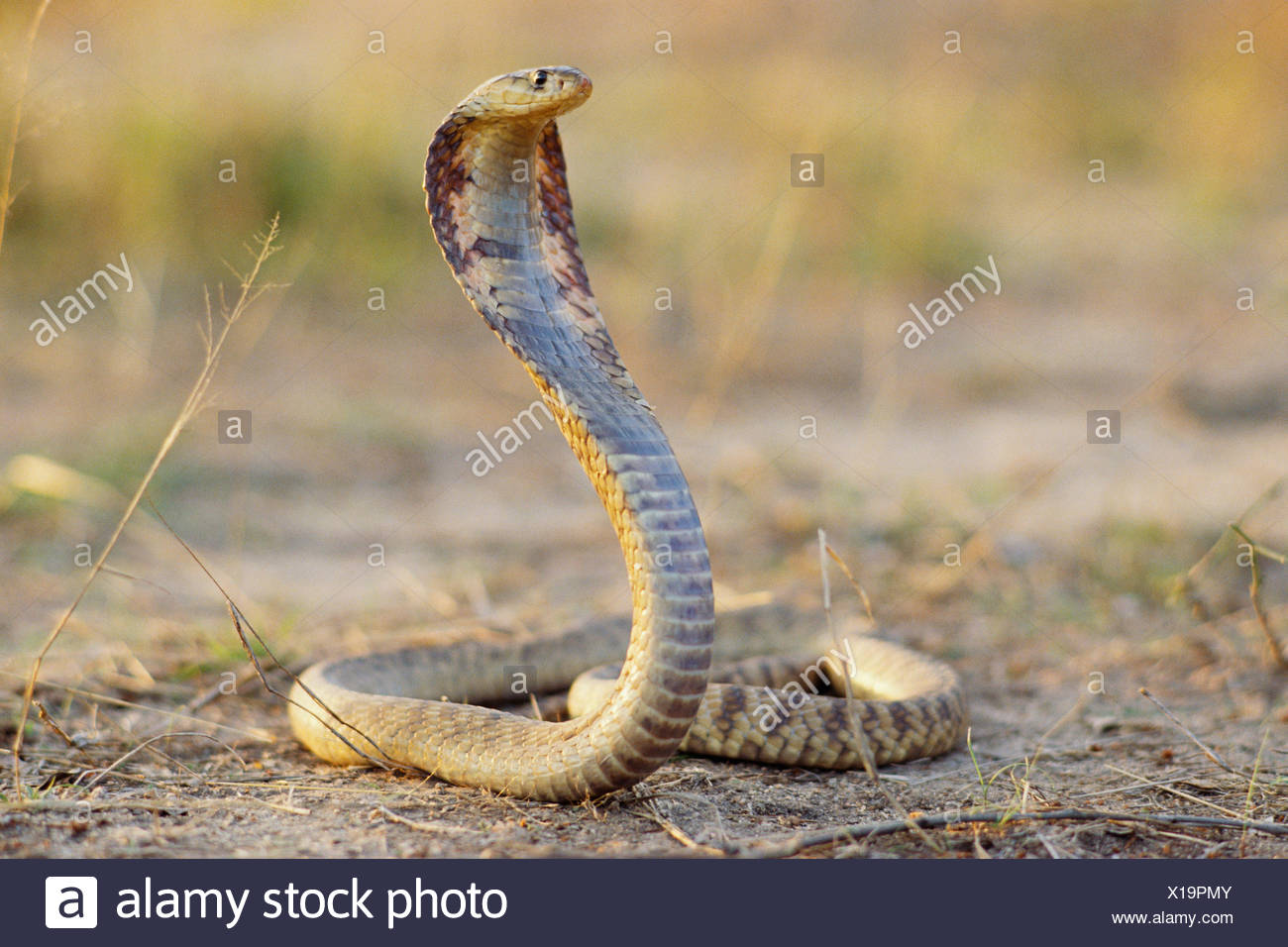 Spitting Cobra Stock Photos & Spitting Cobra Stock Images - Alamy