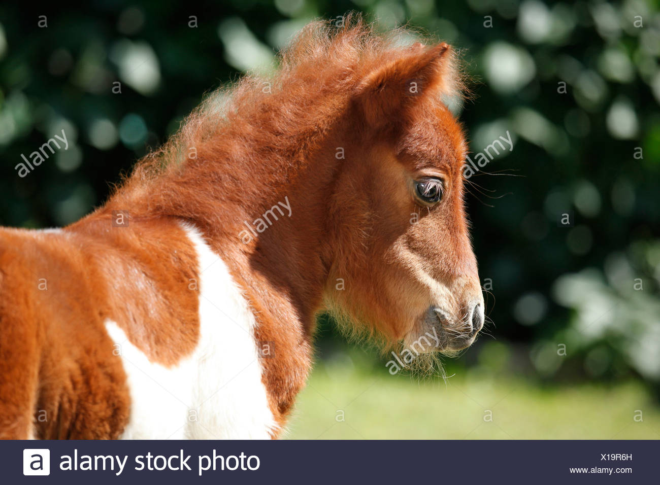 Falabellas Stock Photos & Falabellas Stock Images - Alamy