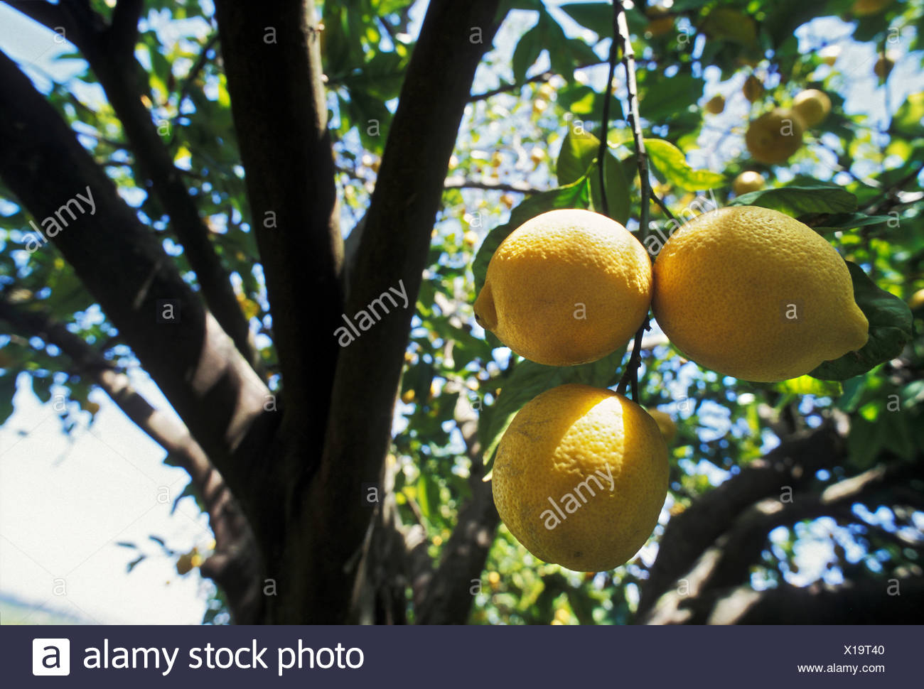 Sicilian Lemon Stock Photos & Sicilian Lemon Stock Images - Alamy