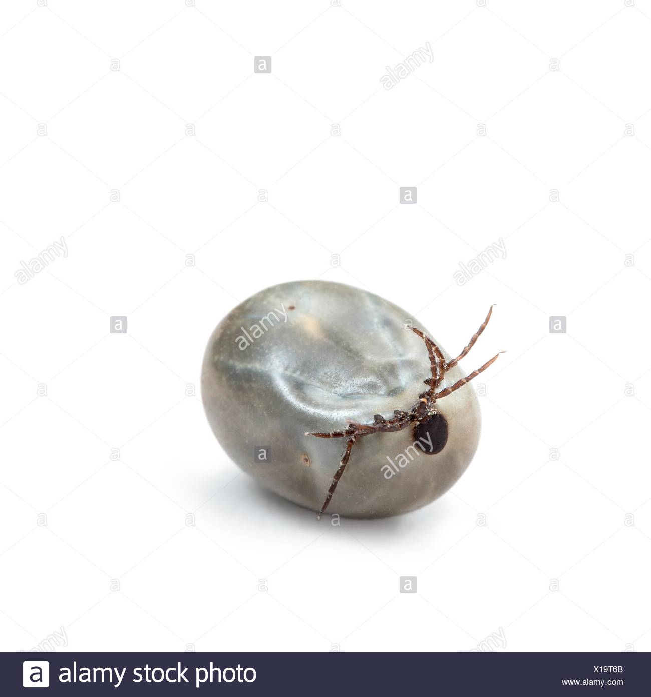 Engorged Ticks High Resolution Stock Photography and Images - Alamy