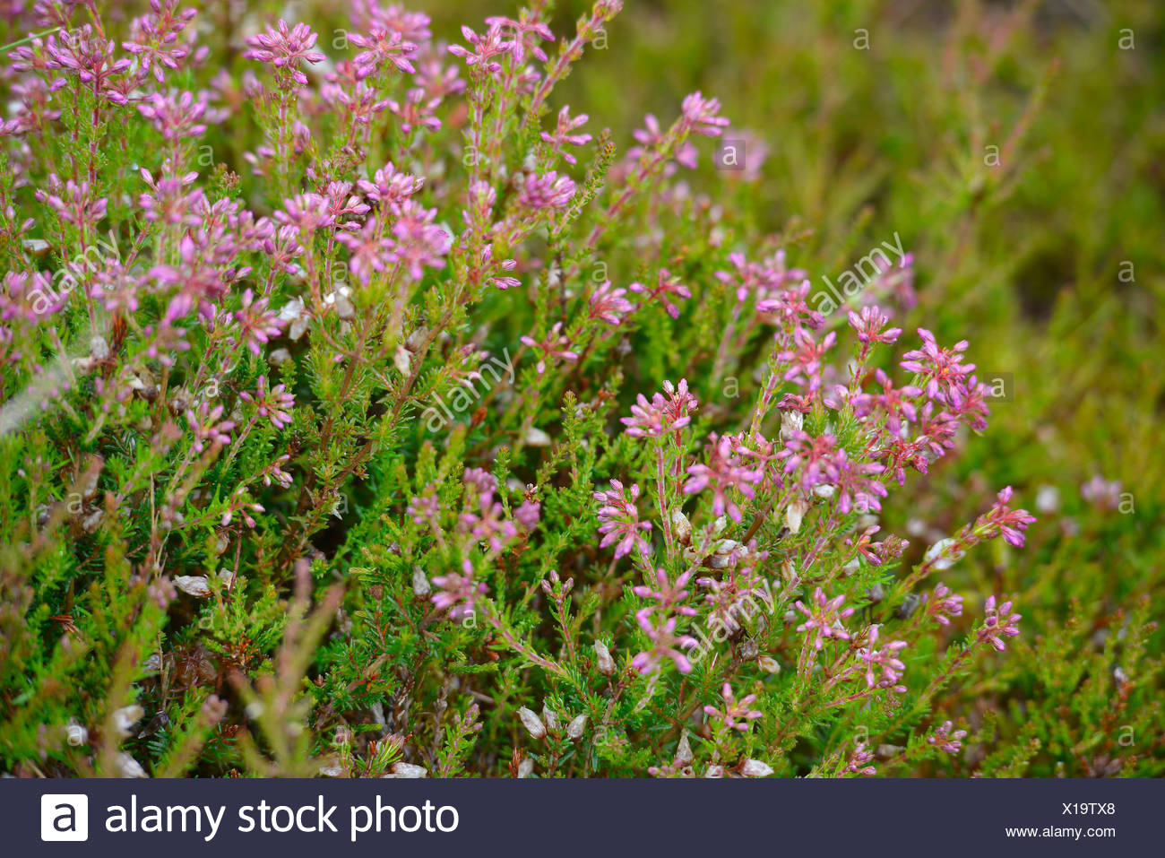Scotch Heather Plant High Resolution Stock Photography and Images - Alamy