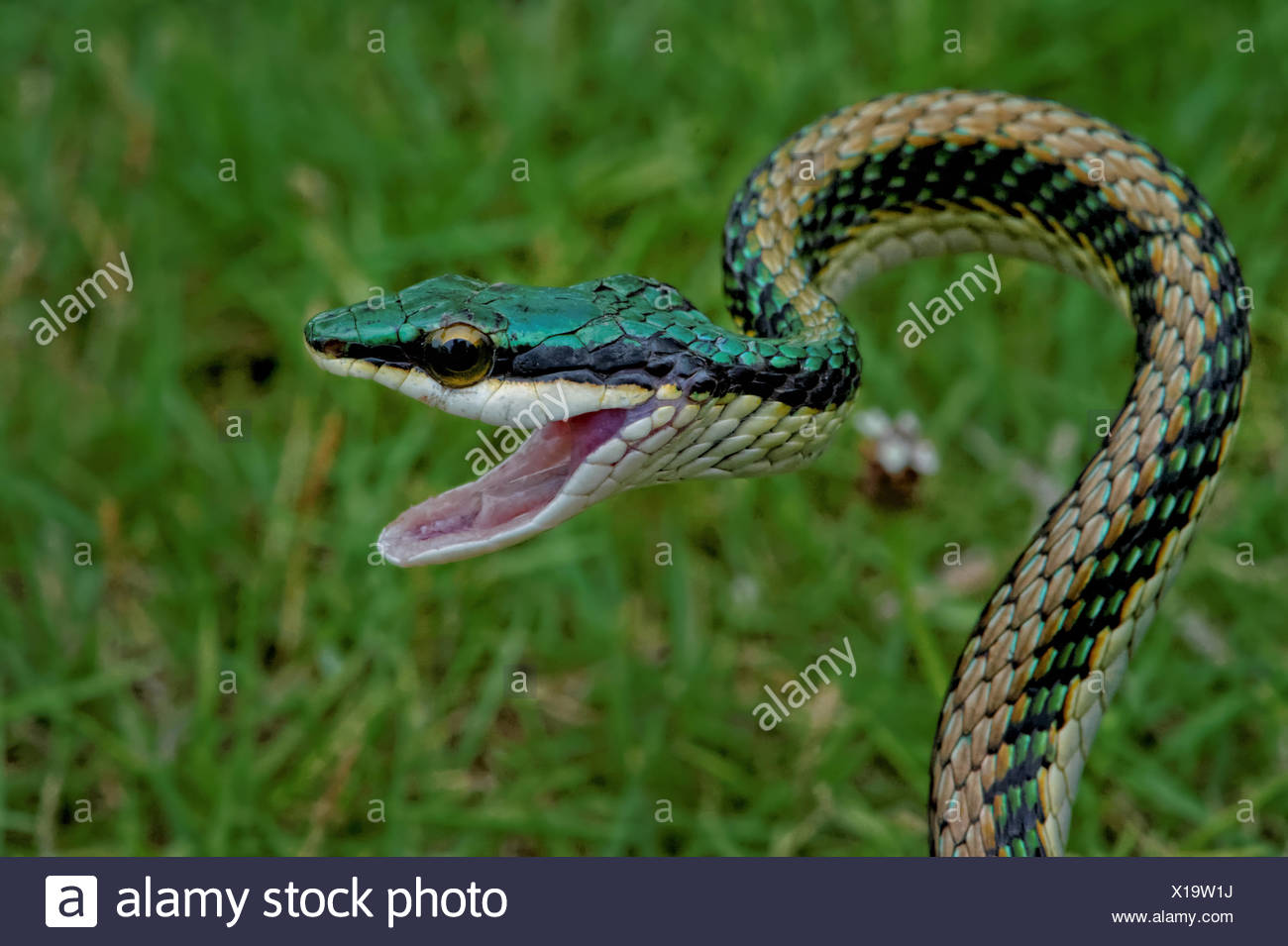 Parrot Snake High Resolution Stock Photography and Images - Alamy