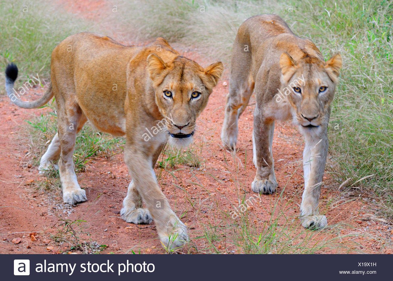 Female Lion Hunting Prey High Resolution Stock Photography and Images ...