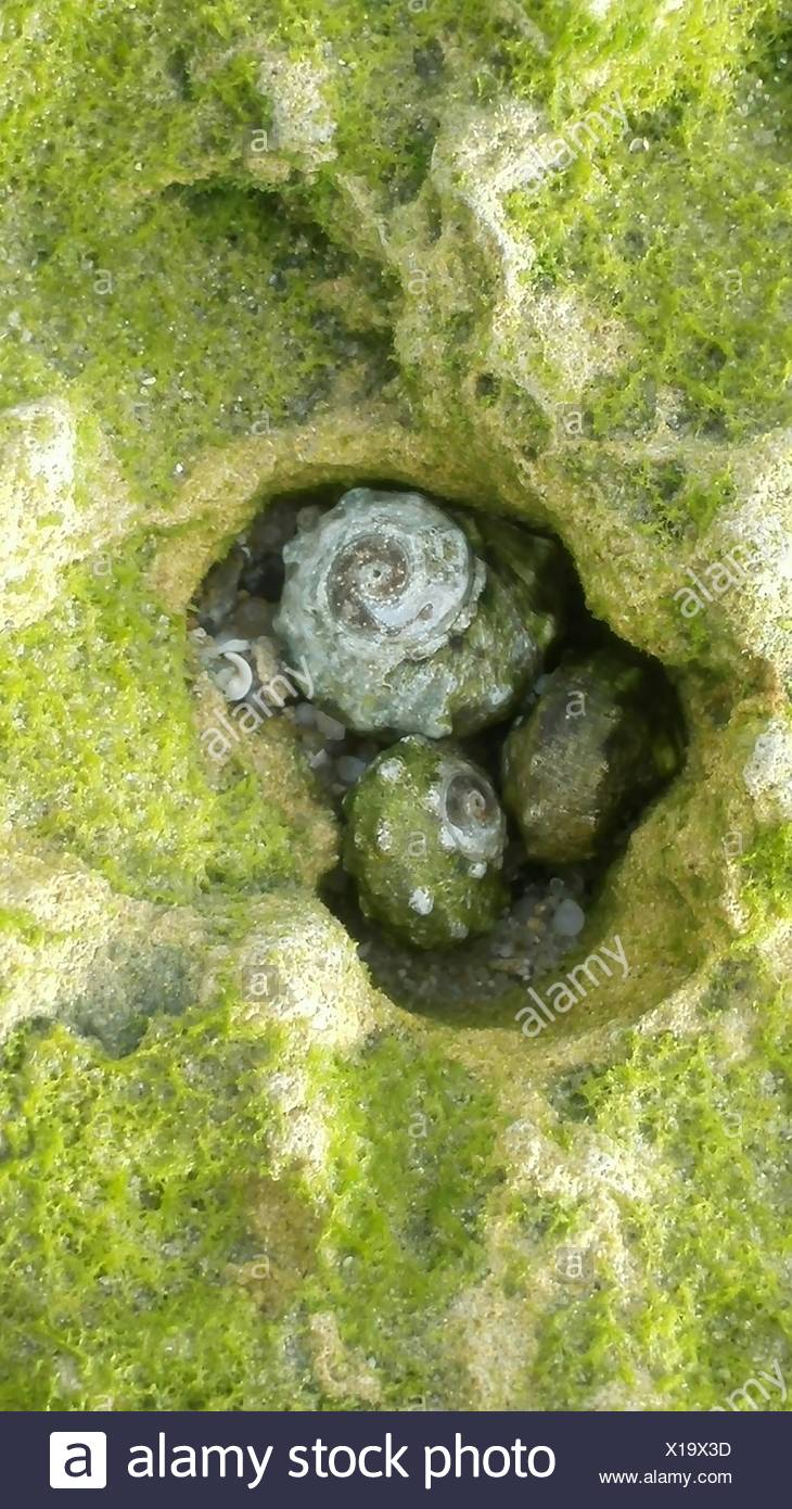 Shell Hole Stock Photos & Shell Hole Stock Images - Alamy