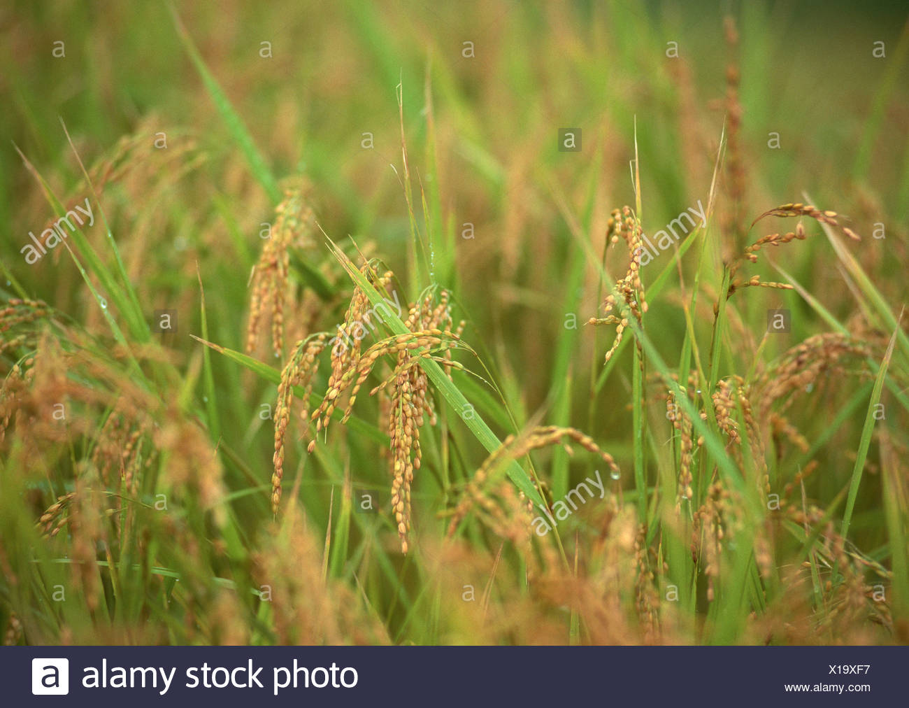 Rice Plant Japan High Resolution Stock Photography and Images - Alamy
