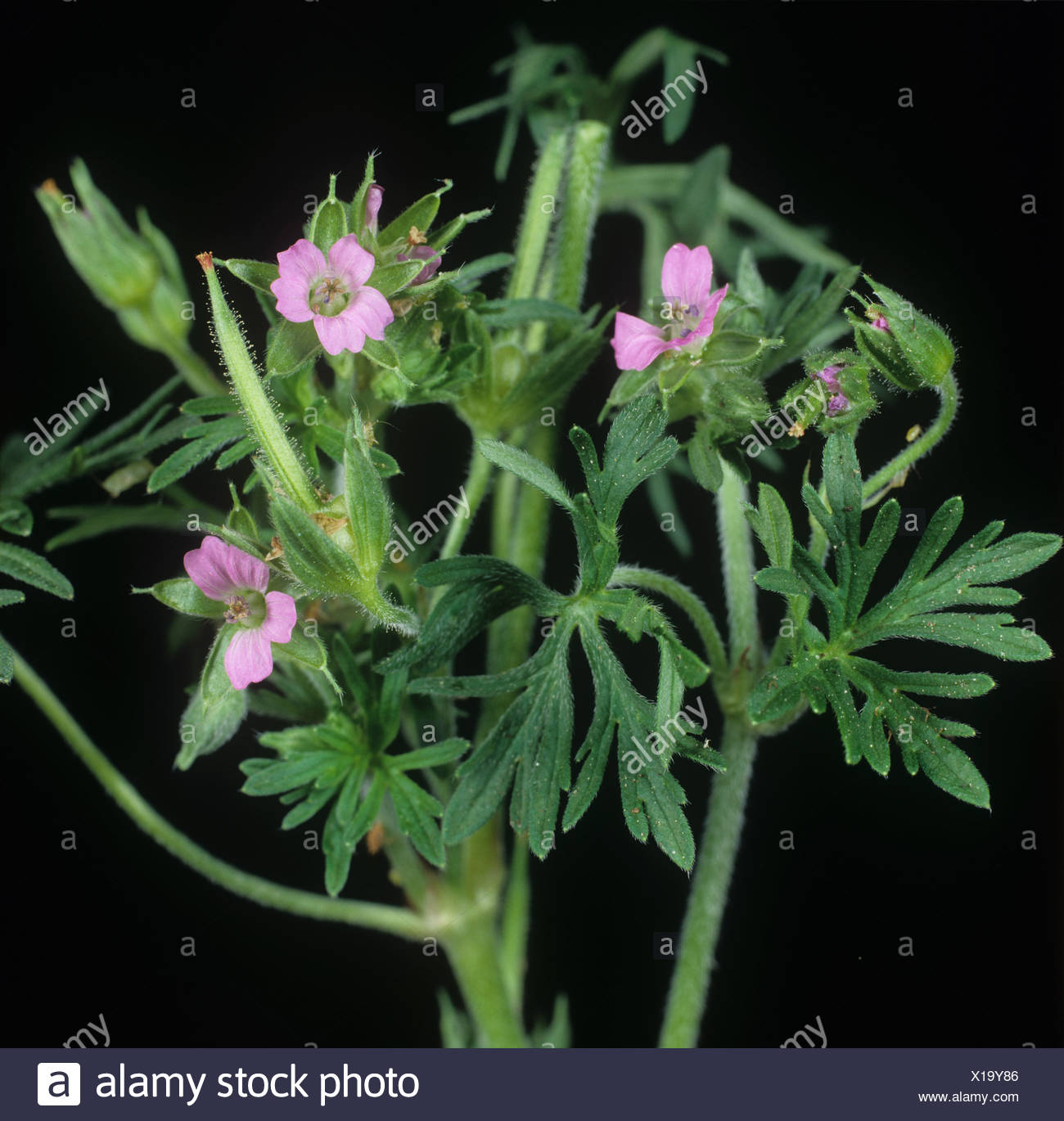 Cut Leaved Cranesbill Geranium Dissectum High Resolution Stock ...