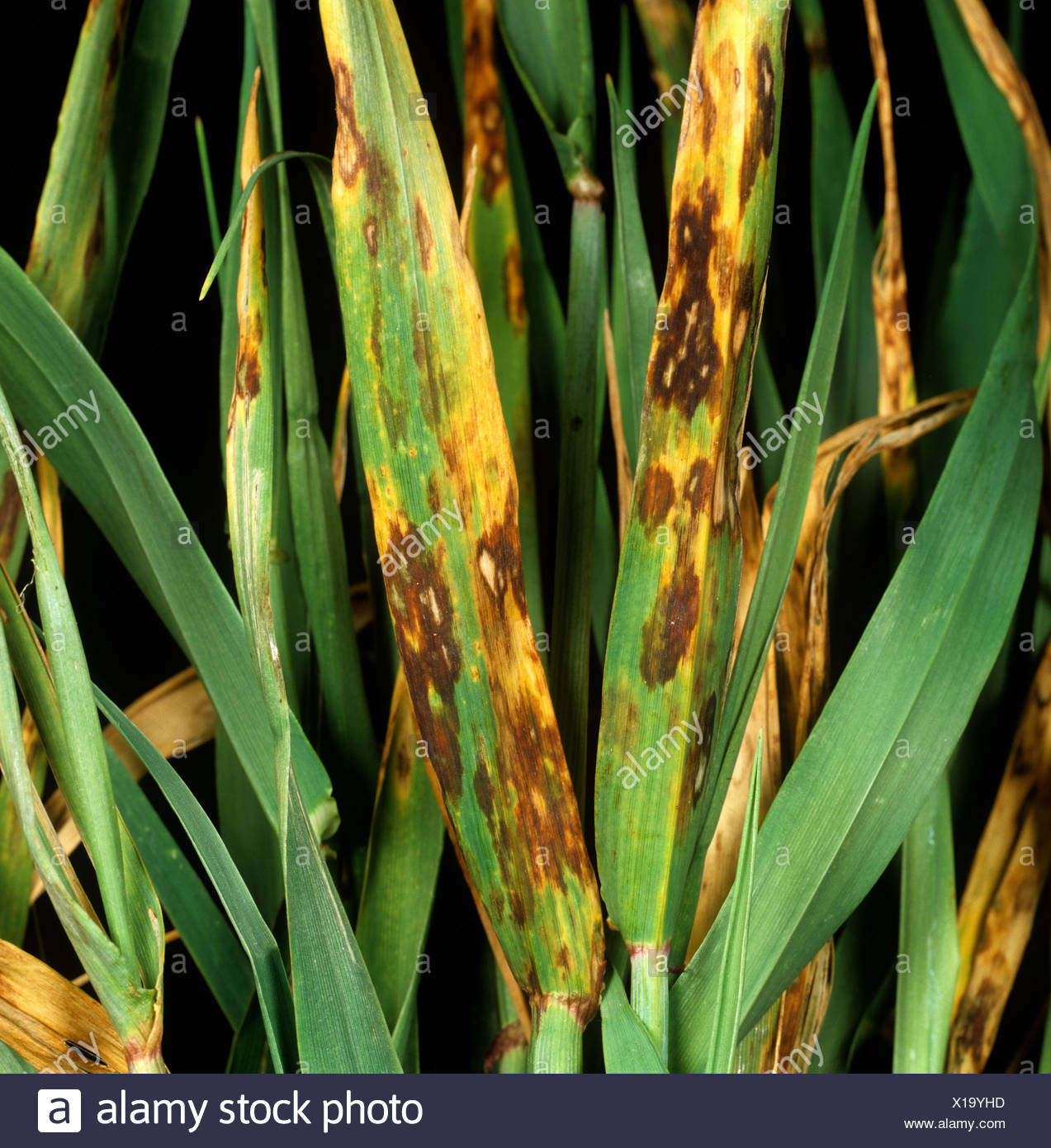 Secalis Stock Photos & Secalis Stock Images - Alamy