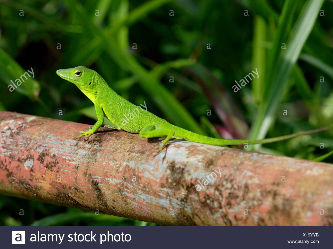 Jamaican Giant Anole High Resolution Stock Photography and Images - Alamy