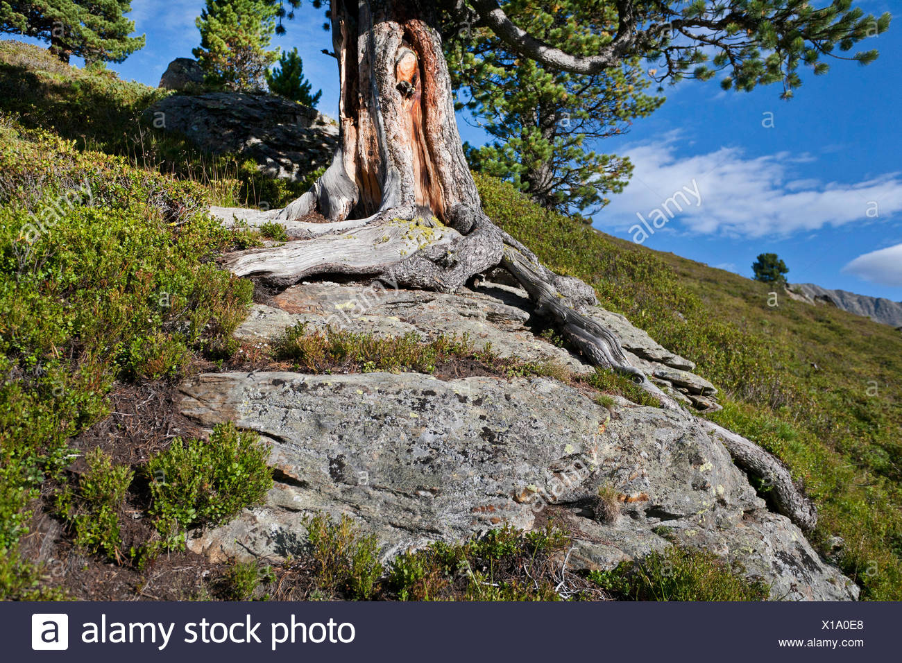 Tree Roots Over Rock Stock Photos & Tree Roots Over Rock Stock Images ...