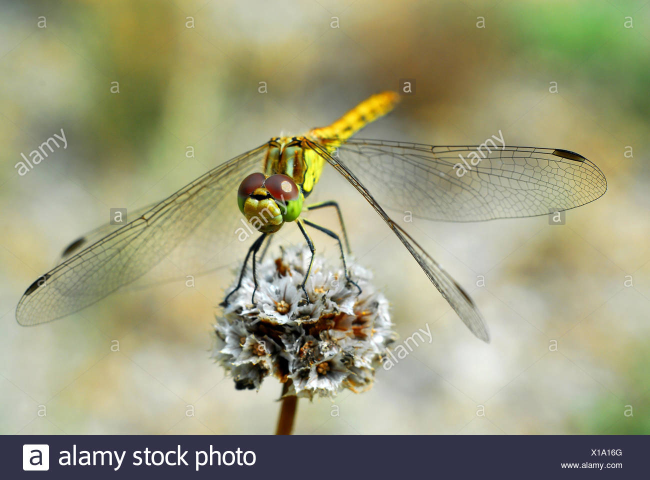 Types Of Insects High Resolution Stock Photography and Images - Alamy
