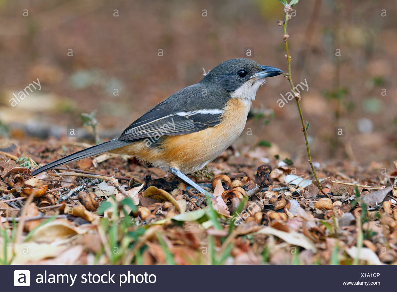 African Boubou High Resolution Stock Photography and Images - Alamy